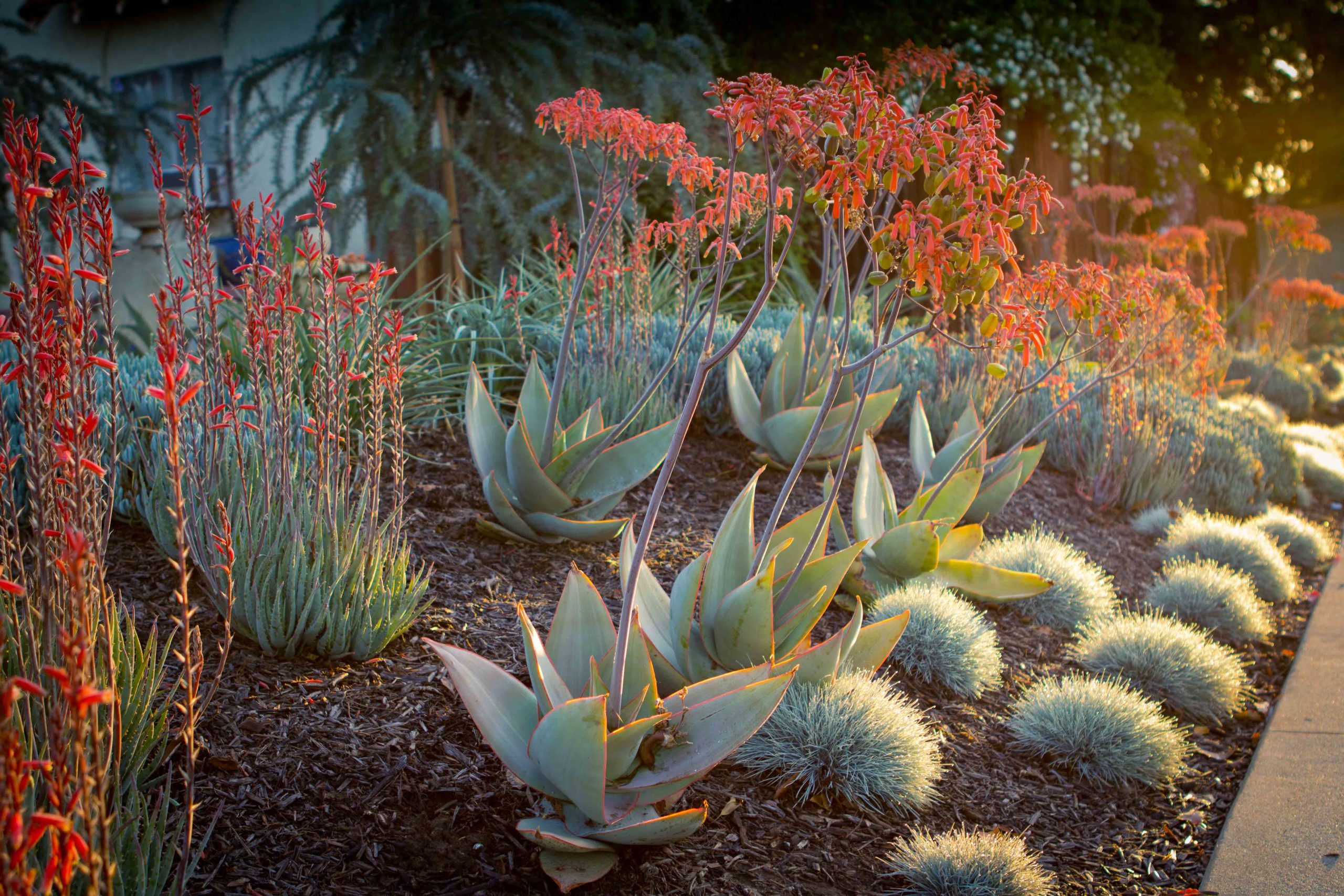 Caring for your low-water garden – June Scott Design